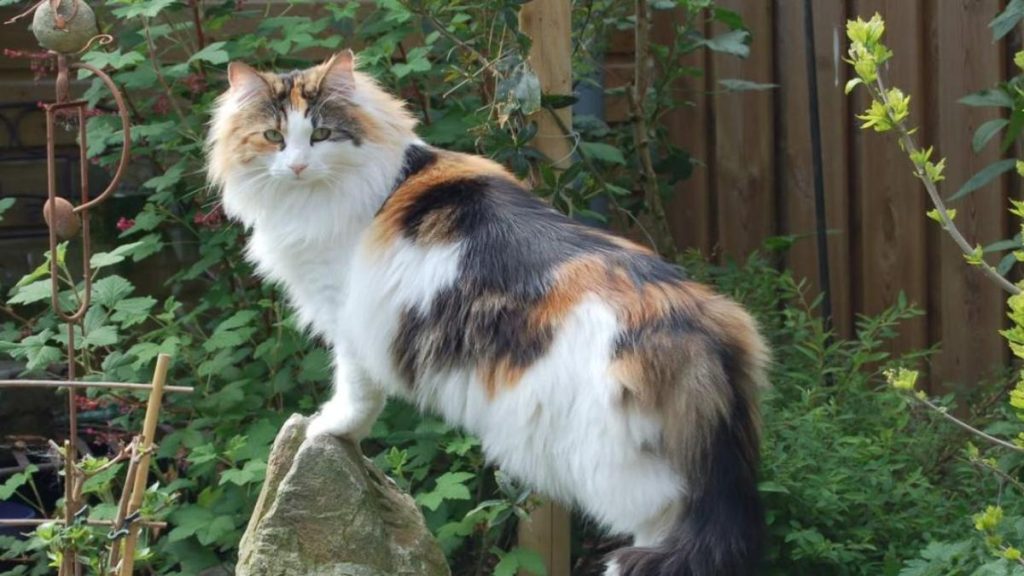 Trọn Bộ Ảnh Mèo Đực Đẹp, Cute Miễn Phí Tải Về Hình Nền Miễn Phí HD